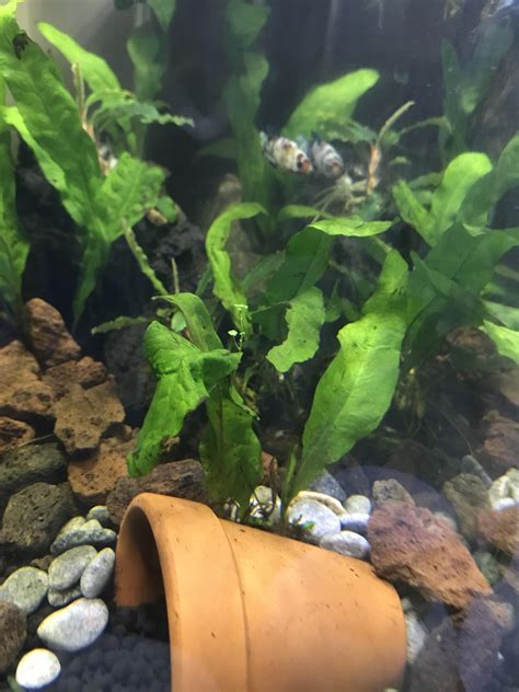 What Is This Little Plant Growing On My Java Fern And Should I Be