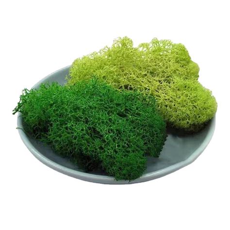 Supply Grade A Preserved Moss Material Wholesale Factory Wujing