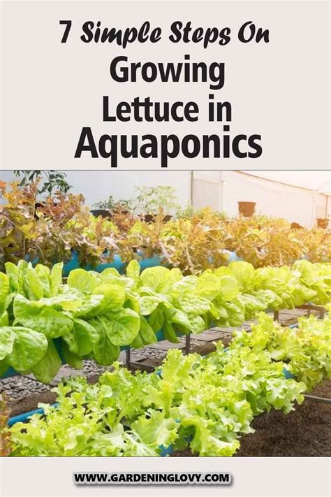 How To Grow Aquaponics Lettuce In Easy 7 Steps Benefits Artofit