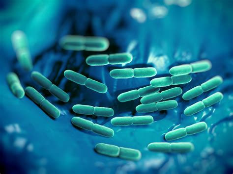 Lactic Acid Bacteria