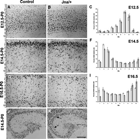 Abnormal Neuronal Migration In Jna Mice A I Staining For Brdu In Download Scientific