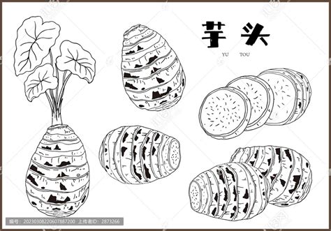 芋头设计模板下载 设计素材素材下的植物花草设计模板 汇图网