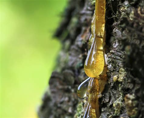 Tips For Removing Tree Sap Gardening Know How