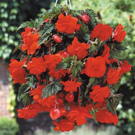 Orange Trailing Pendula Begonia