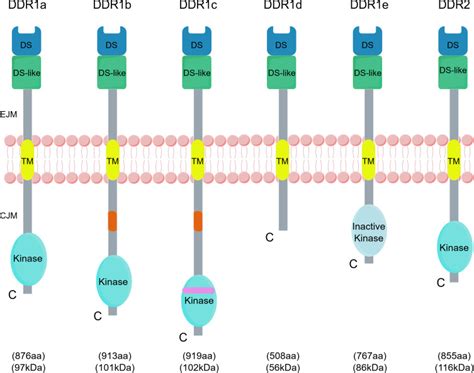 Discoid Domain Receptors Signaling In Macrophages Mediated Diseases Pmc