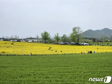 고창 청보리밭축제 성공적 마무리…23일간 35만여명 방문