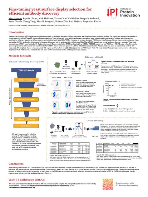 Fine Tuning Yeast Surface Display Selection For Efficient Antibody