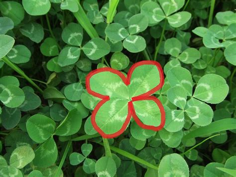 Tensorflow Object Detection Api 나 Open Cv를 이용한 네잎클로버찾기