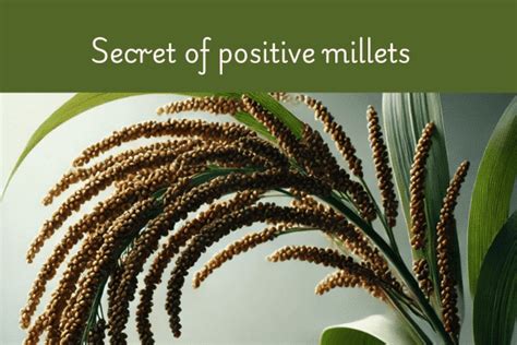 Ultimate List Of 5 Positive Millets And Their Health Benefits