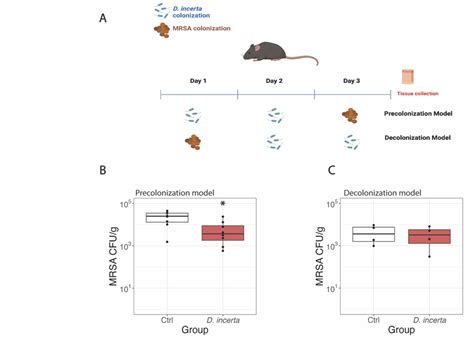 D Incerta Exhibits Colonization Resistance Against Download Scientific Diagram