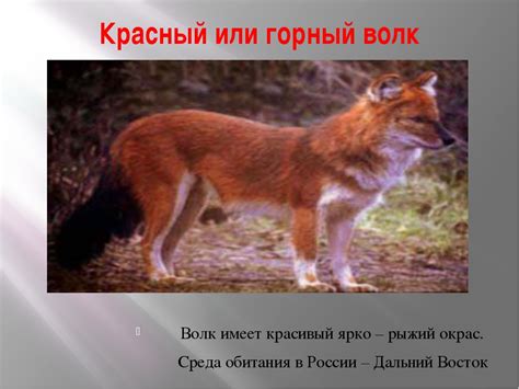 Красные страницы красной книги россии животные фото и описание