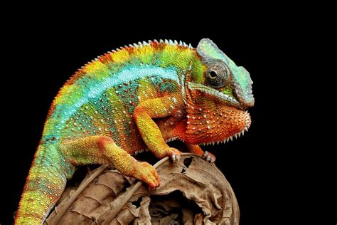 The 25 Most Amazing Types Of Lizards Names Photos And More Outforia