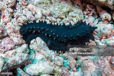 Sea Cucumber Phylum Photos And Premium High Res Pictures Getty Images