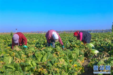 解码沈阳好“丰”景丨白菜迎丰收 “酝酿”冬日好味 新华网辽宁频道