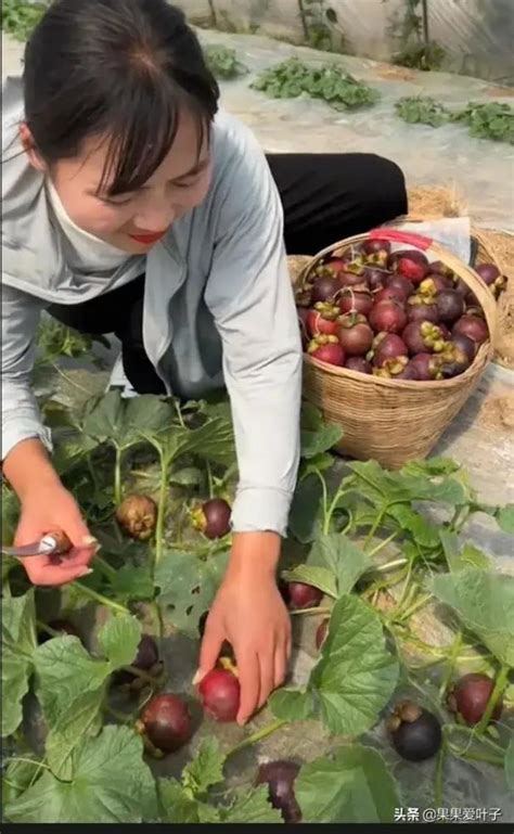 山竹是长在树上还是地上山竹是长树上还是土里 可可情感网