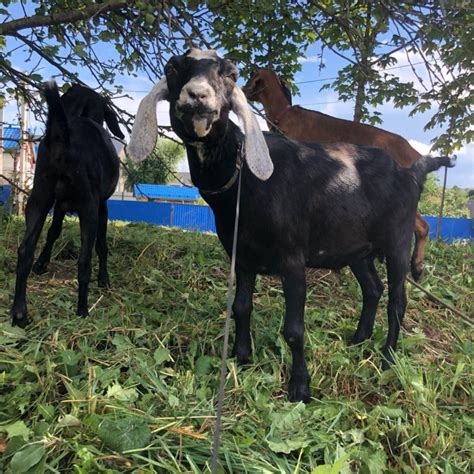 Англо нубийские козы купить в Московском цена 40 000 руб дата размещения 15 11 2024 С х