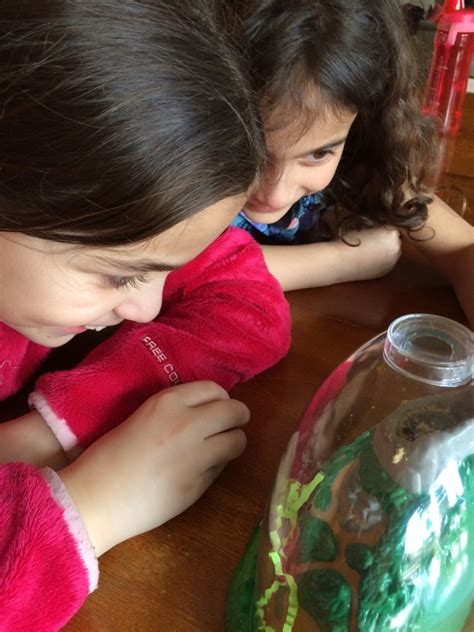Ladybug Exploration