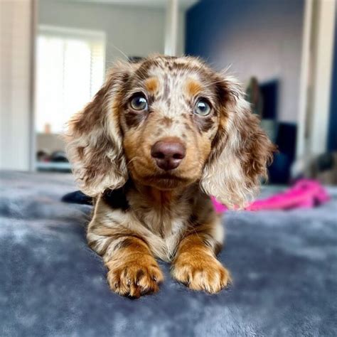 Miniature Dapple Dachshund All Dachshund
