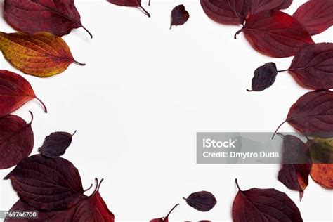 가을 구성 흰색 배경에 나뭇잎으로 만든 화환 프레임입니다 가을 개념입니다 가을 추수 감사절 질감입니다 플랫 레이 상단 보기 복사 공간 0명에 대한 스톡 사진 및 기타 이미지