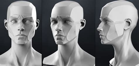 Realistic Human Head Anatomy Art Planes Of The Face Model Planes Of