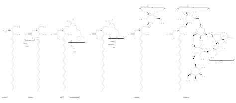 File Sphingolipids Structures Svg Wikimedia Commons