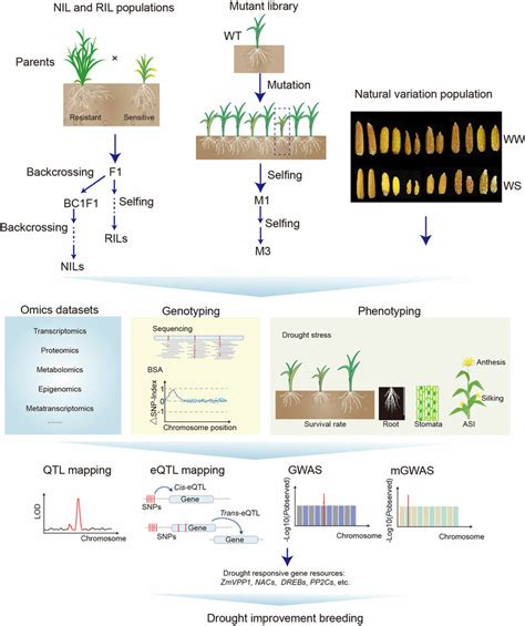 schematic diagram of the research strategies used to mine download
