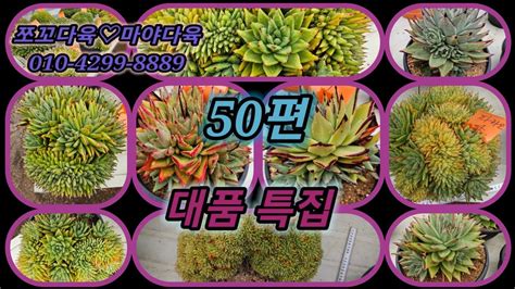 쪼꼬다육 50편 대품특집파라오철화스팅철화새벽별철화야생마리아 Youtube