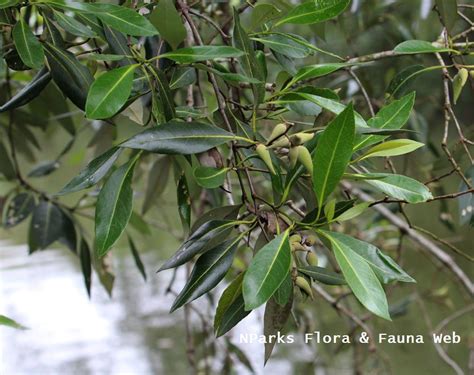 Nparks Avicennia Alba