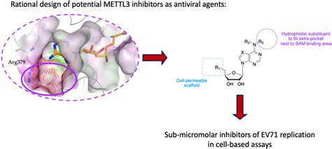 Rational Design Of Substrate Analog Inhibitors Through Docking Cd