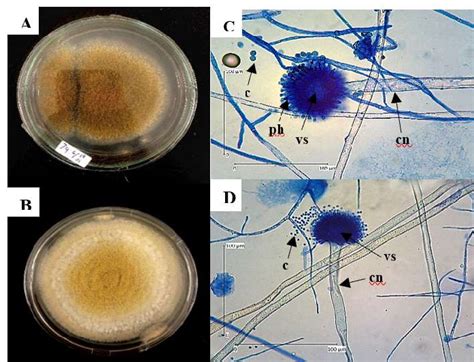Macroscopic And Microscopic Morphology Scale Bars 100 µm Of
