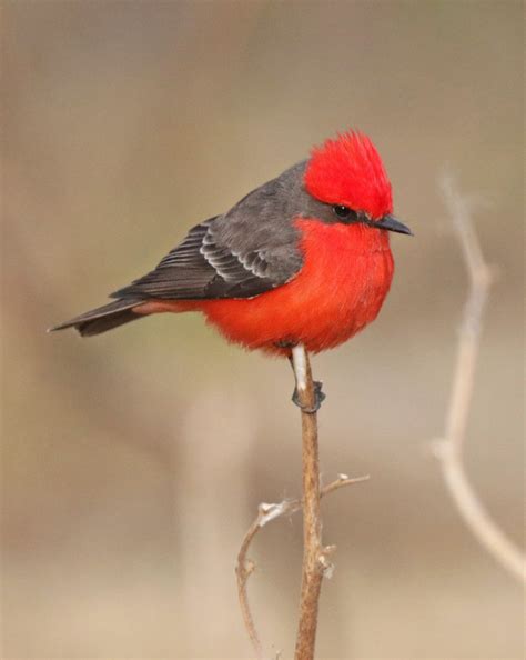 Птица с красным хвостом 28 фото красивые фото и картинки Pofotoclub