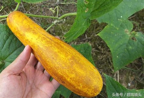 農村地里的老黃瓜，你吃過嗎？農民喜歡拿它泡酸菜 每日頭條