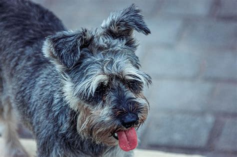 100 Free Miniatuur Schnauzer And Schnauzer Images Pixabay