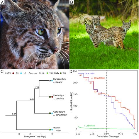A Bobcat Reference Genome Assembly A A Bobcat Lynx Rufus Download Scientific Diagram