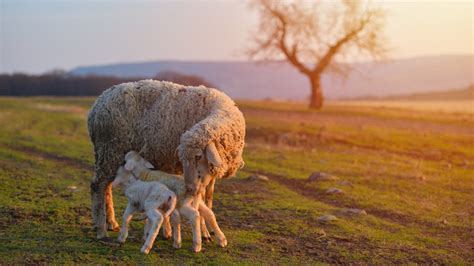 Reduced Lamb Mortality With Increased Hygiene Levels