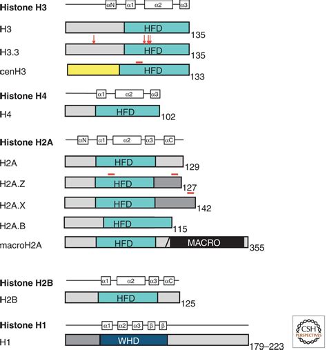 Histone Variants And Epigenetics