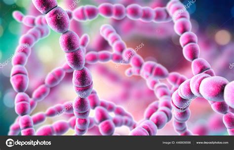Bacteria Streptococcus Thermophilus Illustration Probiotic Gram