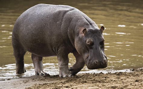 Hippos Images Hippo Wallpaper Hd Wallpaper And Background Photos 24491034