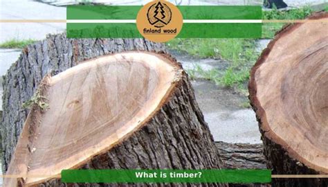 Trees Used For Lumber Which Tree Is Best For Lumber Finland Wood