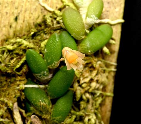 【やや傷や汚れあり】洋蘭原種 824 Den Lichenastrum デンドロビューム リケナストラム の落札情報詳細 ヤフオク落札