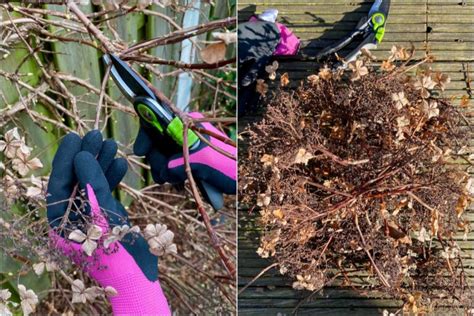 How And When To Deadhead And Prune Your Climbing Hydrangea