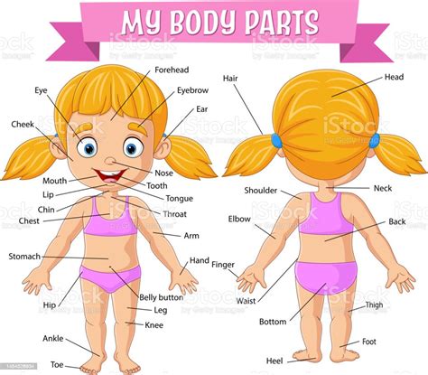 Vocabulary Of Girl Body Parts Stock Illustration Download Image Now