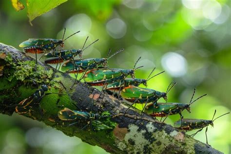Assessing Forest Insect Populations Ar Generative Ai Premium Ai Generated Image