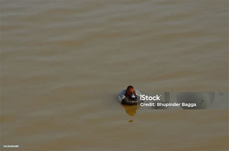 빨간 머리는 빨간 머리 오리 또는 포차드를 포함한 많은 이름으로 불립니다 이 물새는 수컷의 구리색 머리와 밝은 파란색 부리로 다른 오리와 쉽게 구별됩니다 0명에 대한 스톡