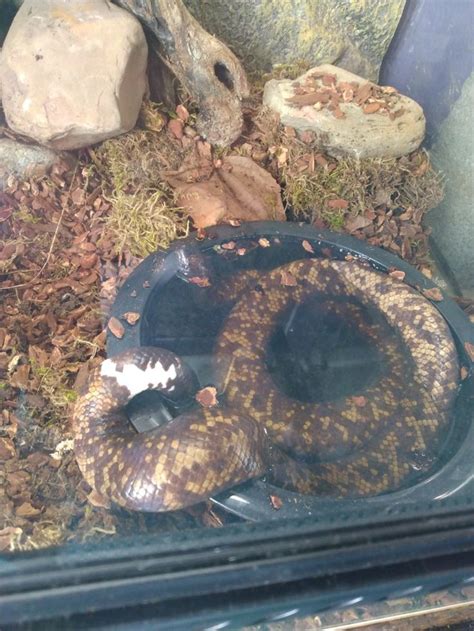Calabar Burrowing Python Calabar Outdoor Decor Photo Dump