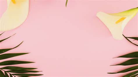 Create Meme Calla Flower Flowers Calla Is Pink Pictures Meme