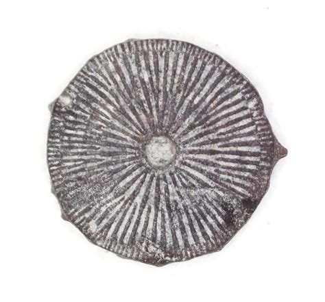 Crinoid Ny Devonian Member Collections The Fossil Forum