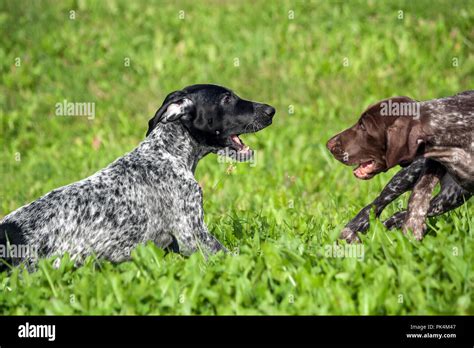 German Shorthaired Pointer Newborn Puppies