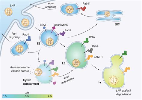 Schematic Representation Of The Endocytic Pathway Showing The