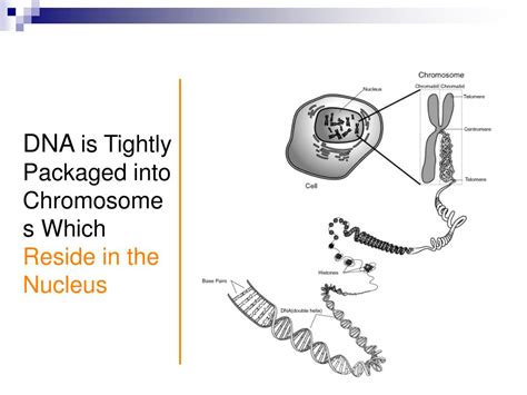 PPT DNA Restriction Anaysis PowerPoint Presentation Free Download ID 727707